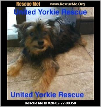 - Florida Yorkie Rescue - ADOPTIONS - Rescue Me!