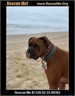 - Texas Dog Rescue - ADOPTIONS - Rescue Me!