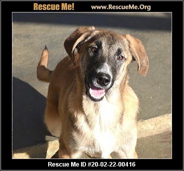 - New Jersey Dog Rescue - ADOPTIONS - Rescue Me!