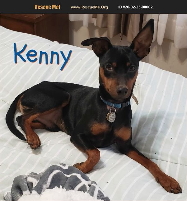ADOPT 20022300082 ~ Miniature Pinscher Rescue ~ Springville/Sacramento ...