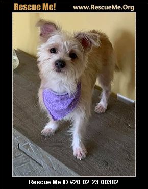 - Delaware Dog Rescue - ADOPTIONS - Rescue Me!