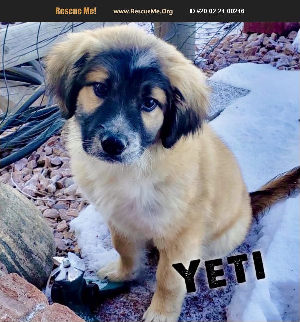 ADOPT 20022400246 ~ Great Pyrenees Rescue ~ Colorado