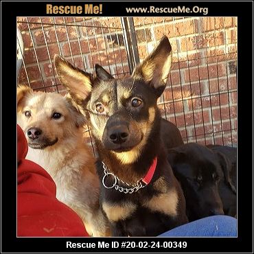 - North Dakota Dog Rescue - ADOPTIONS - Rescue Me!