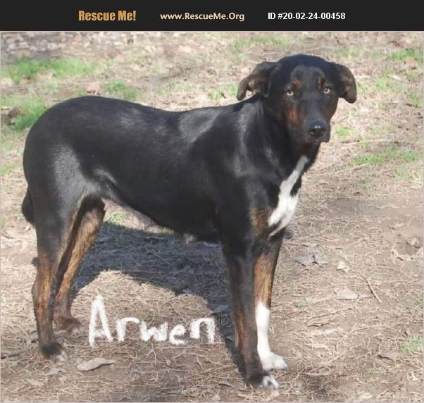 ADOPT 20022400458 ~ Greater Swiss Mountain Dog Rescue ~ Canadensis, PA
