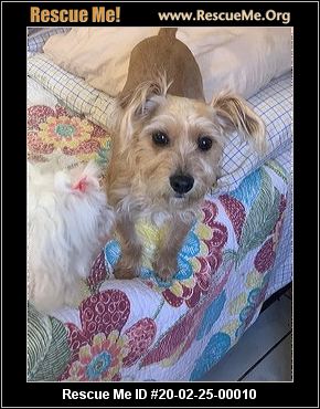 - Florida Yorkie Rescue - ADOPTIONS - Rescue Me!