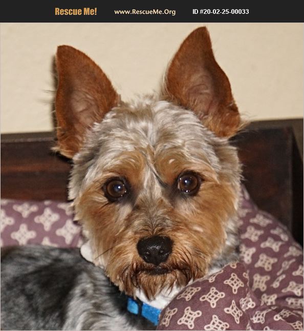 ADOPT 20022500033 ~ Yorkie Rescue ~ San Antonio, TX