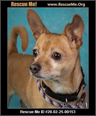 - Arizona Small Dog Rescue - Phoenix, AZ - AVAILABLE PETS