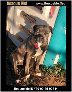 - Texas Boxer Rescue - ADOPTIONS - Rescue Me!