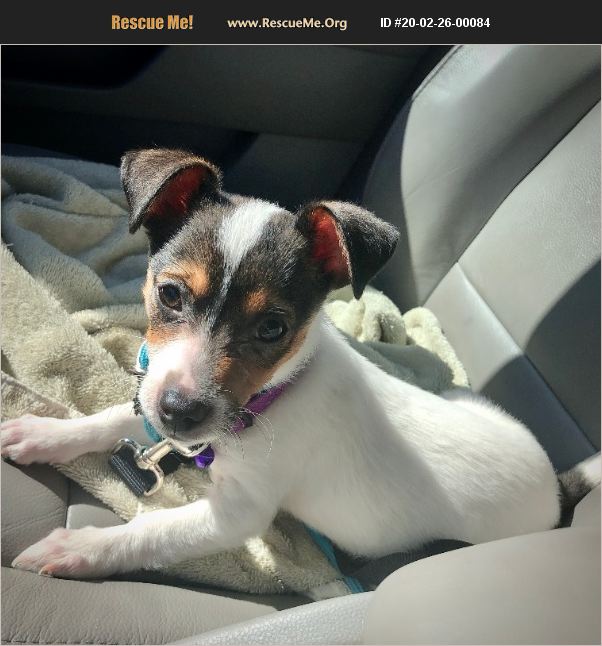 ADOPT 20022600084 ~ Rat Terrier Rescue ~ Charlotte, NC