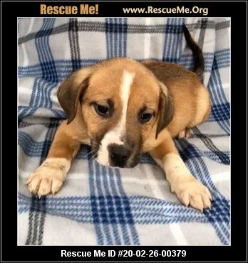 - New Hampshire Dog Rescue - ADOPTIONS - Rescue Me!