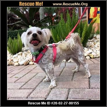- Florida Yorkie Rescue - ADOPTIONS - Rescue Me!
