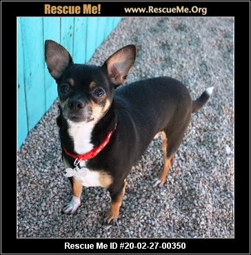 - Arizona Small Dog Rescue - Phoenix, AZ - AVAILABLE PETS