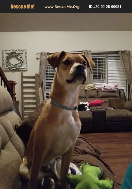 ADOPT 20022800084 ~ Lab Rescue ~ Westminster, MD