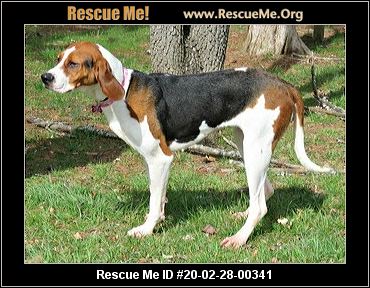 - Virginia Dog Rescue - ADOPTIONS - Rescue Me!