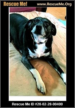 - Tennessee Dog Rescue - ADOPTIONS - Rescue Me!