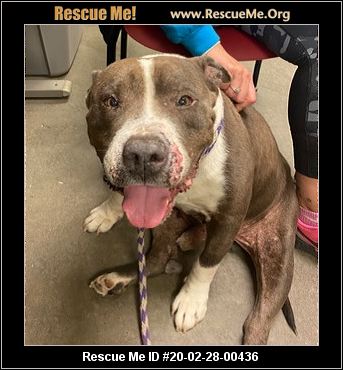 - Arizona Pit Bull Rescue - ADOPTIONS - Rescue Me!