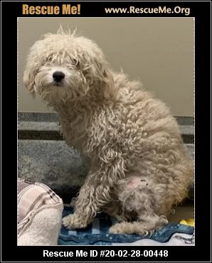 - California Poodle Rescue - ADOPTIONS - Rescue Me!