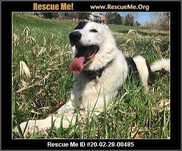 - Colorado Border Collie Rescue - ADOPTIONS - Rescue Me!