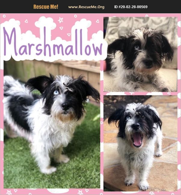 ADOPT 20022800569 ~ Havanese Rescue ~ Houston, TX