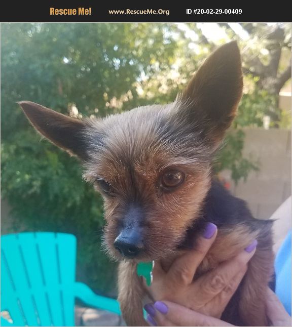 ADOPT 20022900409 ~ Yorkie Rescue ~ Scottsdale, AZ