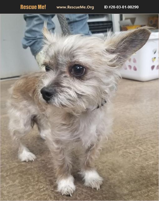 ADOPT 20030100290 ~ Yorkie Rescue ~ Tombstone, AZ