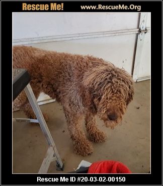- California Poodle Rescue - ADOPTIONS - Rescue Me!