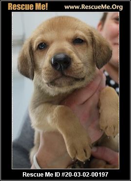 - Iowa Dog Rescue - ADOPTIONS - Rescue Me!