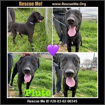 - Oregon Dog Rescue - ADOPTIONS - Rescue Me!