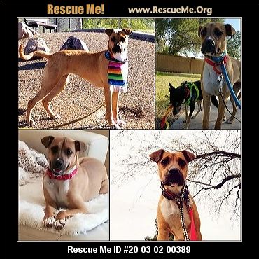 - Arizona Small Dog Rescue - Phoenix, AZ - AVAILABLE PETS
