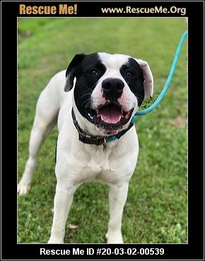 - Florida American Bulldog Rescue - ADOPTIONS - Rescue Me!