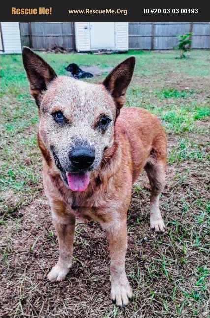ADOPT 20030300193 ~ Australian Cattle Dog Rescue ~ , FL
