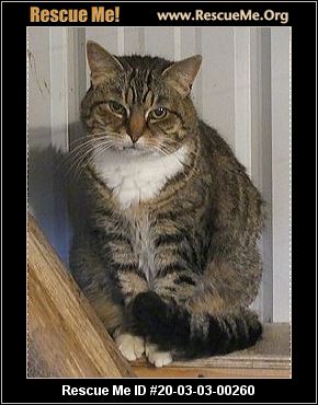 - Virginia Cat Rescue - ADOPTIONS - Rescue Me!