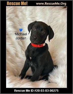 - Delaware Dog Rescue - ADOPTIONS - Rescue Me!