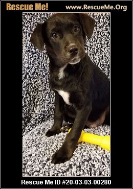 - Delaware Dog Rescue - ADOPTIONS - Rescue Me!