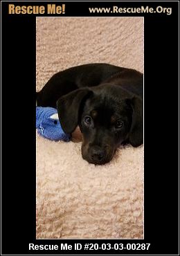 - Delaware Dog Rescue - ADOPTIONS - Rescue Me!