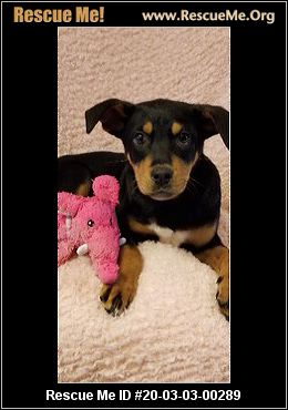 - Delaware Dog Rescue - ADOPTIONS - Rescue Me!