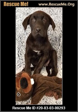 - Delaware Dog Rescue - ADOPTIONS - Rescue Me!