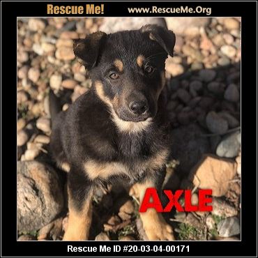 - Colorado Dog Rescue - ADOPTIONS - Rescue Me!