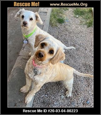 - Arizona Small Dog Rescue - Phoenix, AZ - AVAILABLE PETS