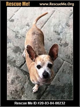 - Arizona Small Dog Rescue - Phoenix, AZ - AVAILABLE PETS