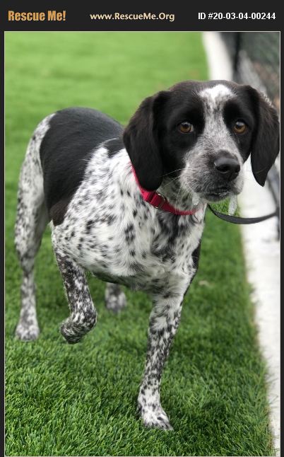 ADOPT 20030400244 ~ German Shorthaired Pointer Rescue ~ Dalton, GA