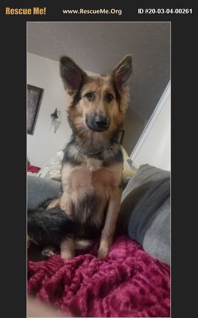 ADOPT 20030400261 ~ German Shepherd Rescue ~ Indianapolis, IN