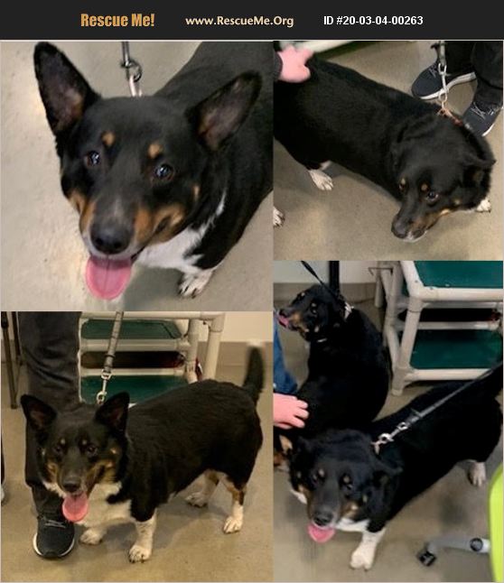 ADOPT 20030400263 ~ Corgi Rescue ~ Denver, CO