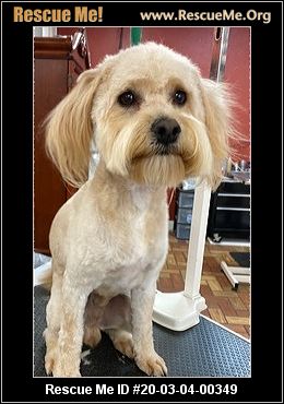 - California Poodle Rescue - ADOPTIONS - Rescue Me!