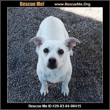 - Arizona Small Dog Rescue - Phoenix, AZ - AVAILABLE PETS