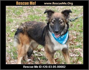 - Tennessee Dog Rescue - ADOPTIONS - Rescue Me!