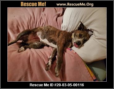 - Colorado Dog Rescue - ADOPTIONS - Rescue Me!