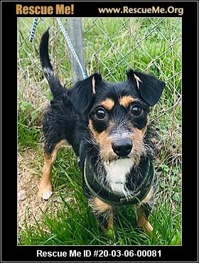 - Texas Yorkie Rescue - ADOPTIONS - Rescue Me!