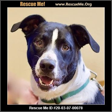 - Oregon Dog Rescue - ADOPTIONS - Rescue Me!