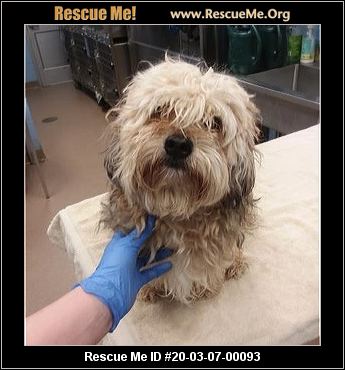 - Tennessee Yorkie Rescue - ADOPTIONS - Rescue Me!